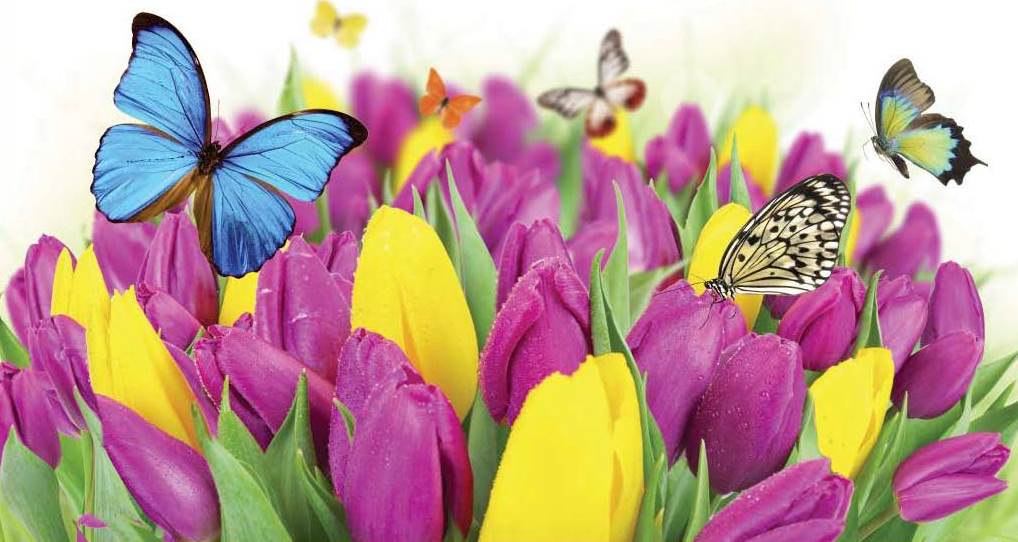 tulip and butterfly spring | Broadlands HOA in Virginia